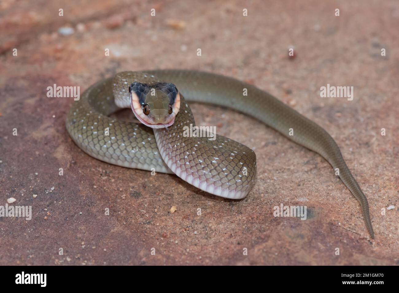 Red lipped snake hi-res stock photography and images - Alamy
