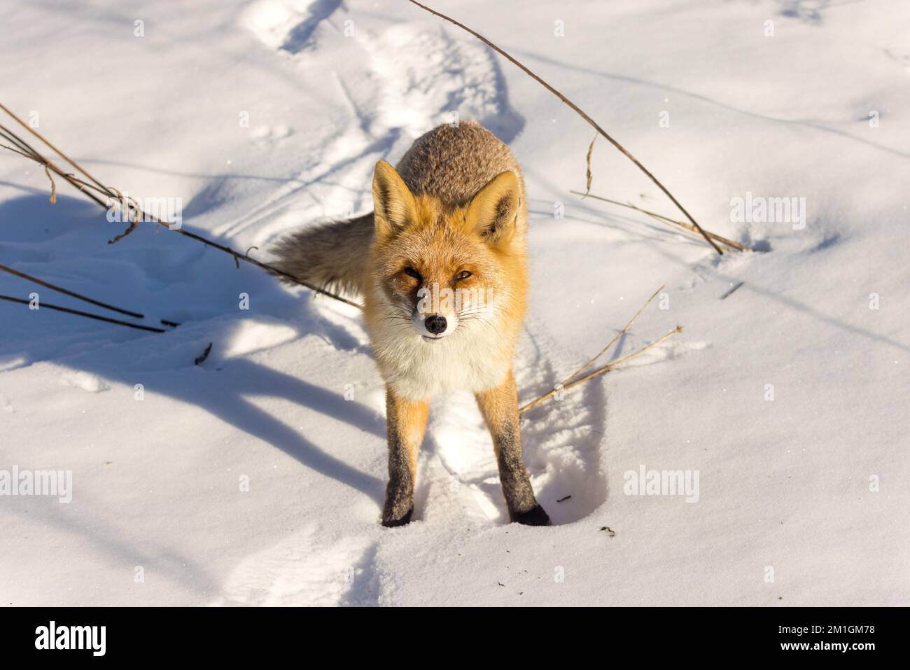Vulpes vulpes. An urban red fox in Moscow, Russia Stock Photo - Alamy