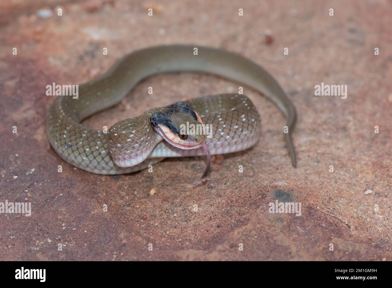 Red-lipped herald (Crotaphopeltis hotamboeia) tongue-flicking Stock ...