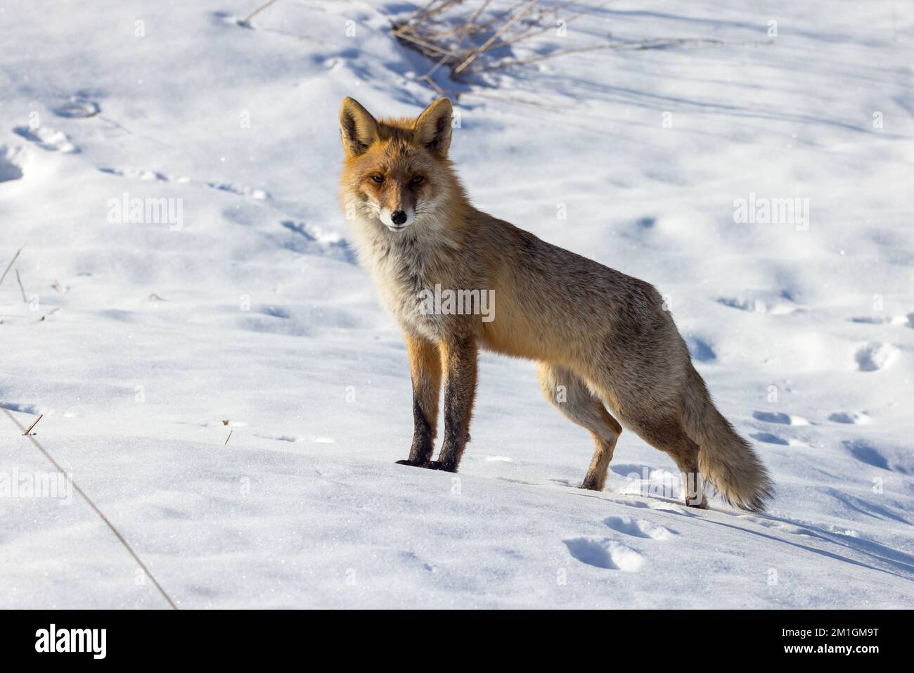 Vulpes vulpes. An urban red fox in Moscow, Russia Stock Photo - Alamy