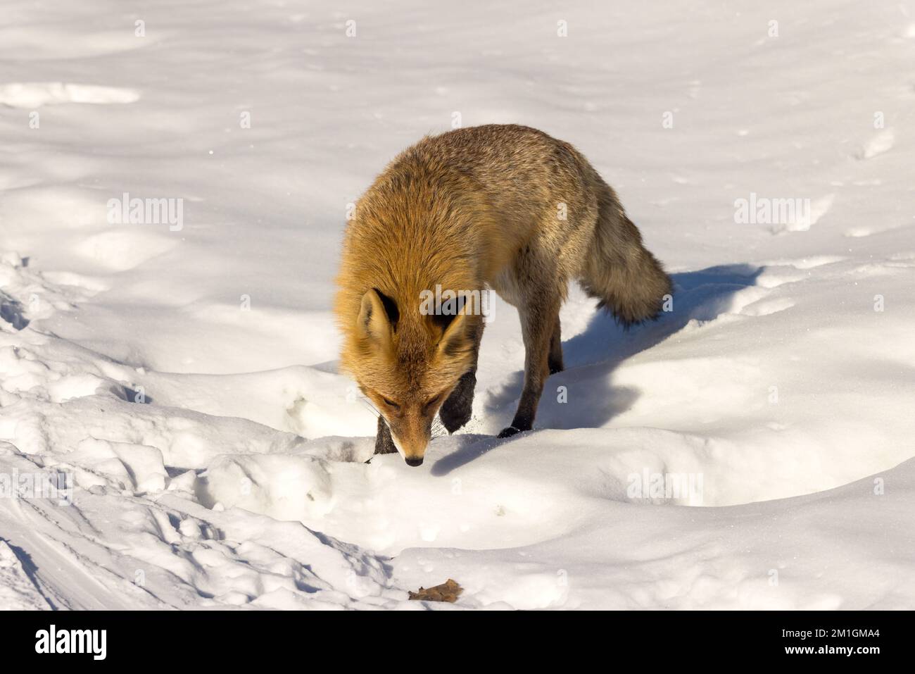 Vulpes vulpes. An urban red fox in Moscow, Russia Stock Photo - Alamy