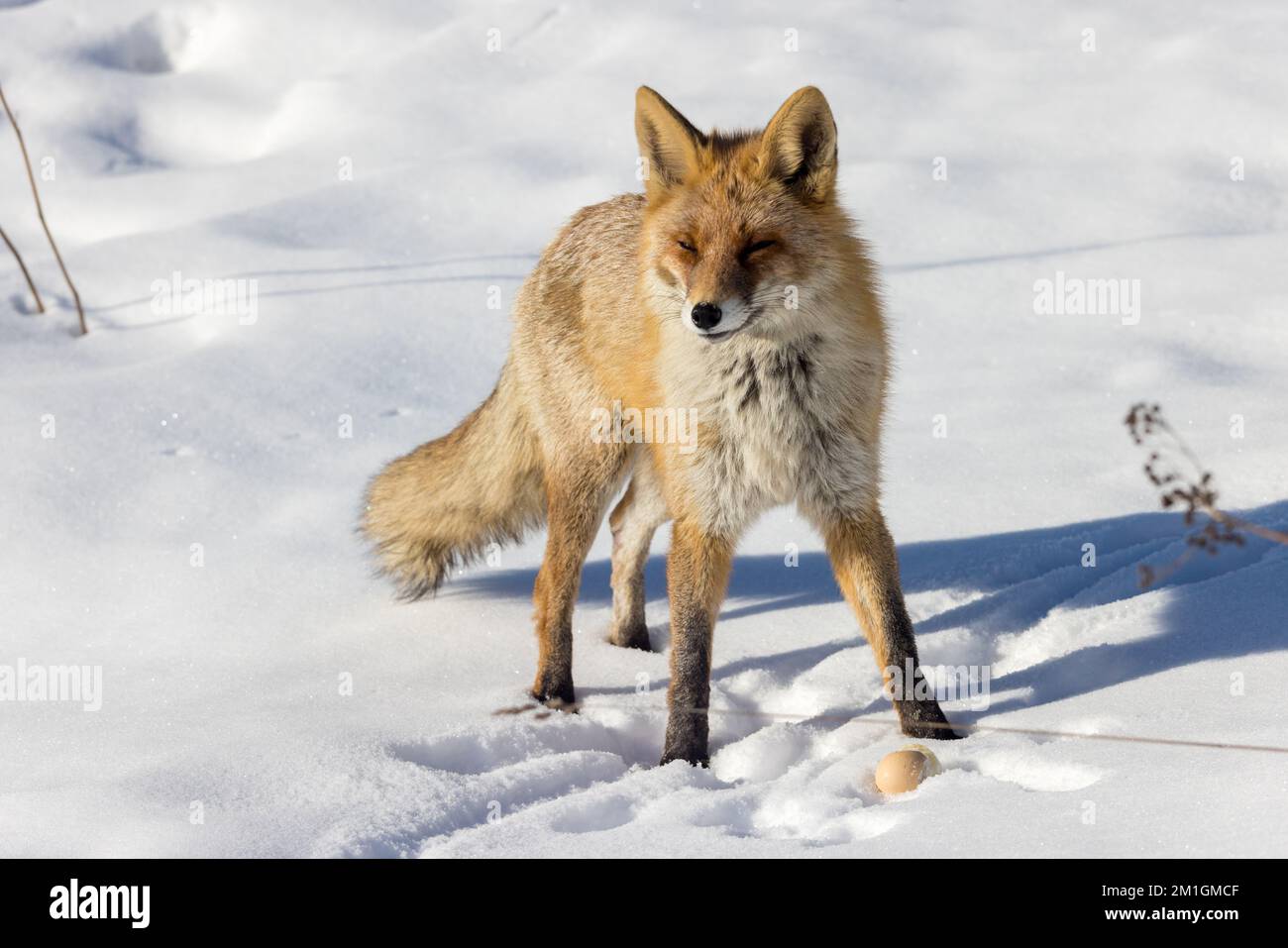 Vulpes vulpes. An urban red fox in Moscow, Russia Stock Photo - Alamy