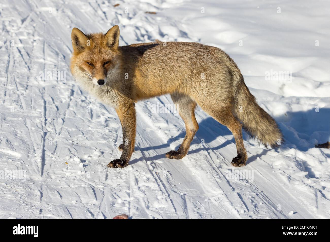 Vulpes vulpes. An urban red fox in Moscow, Russia Stock Photo - Alamy