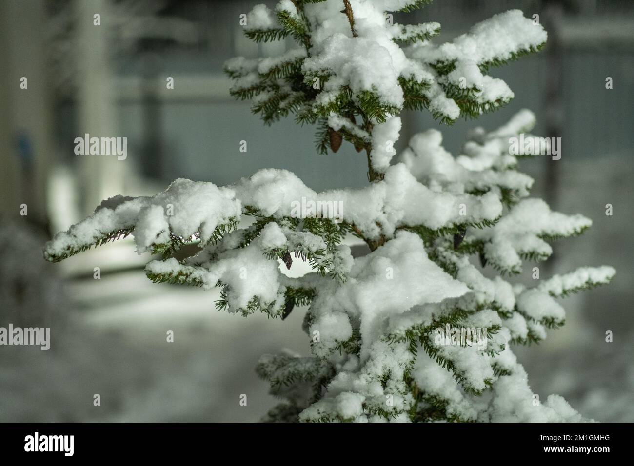 A snow-covered Christmas tree in the snow. High quality photo Stock ...