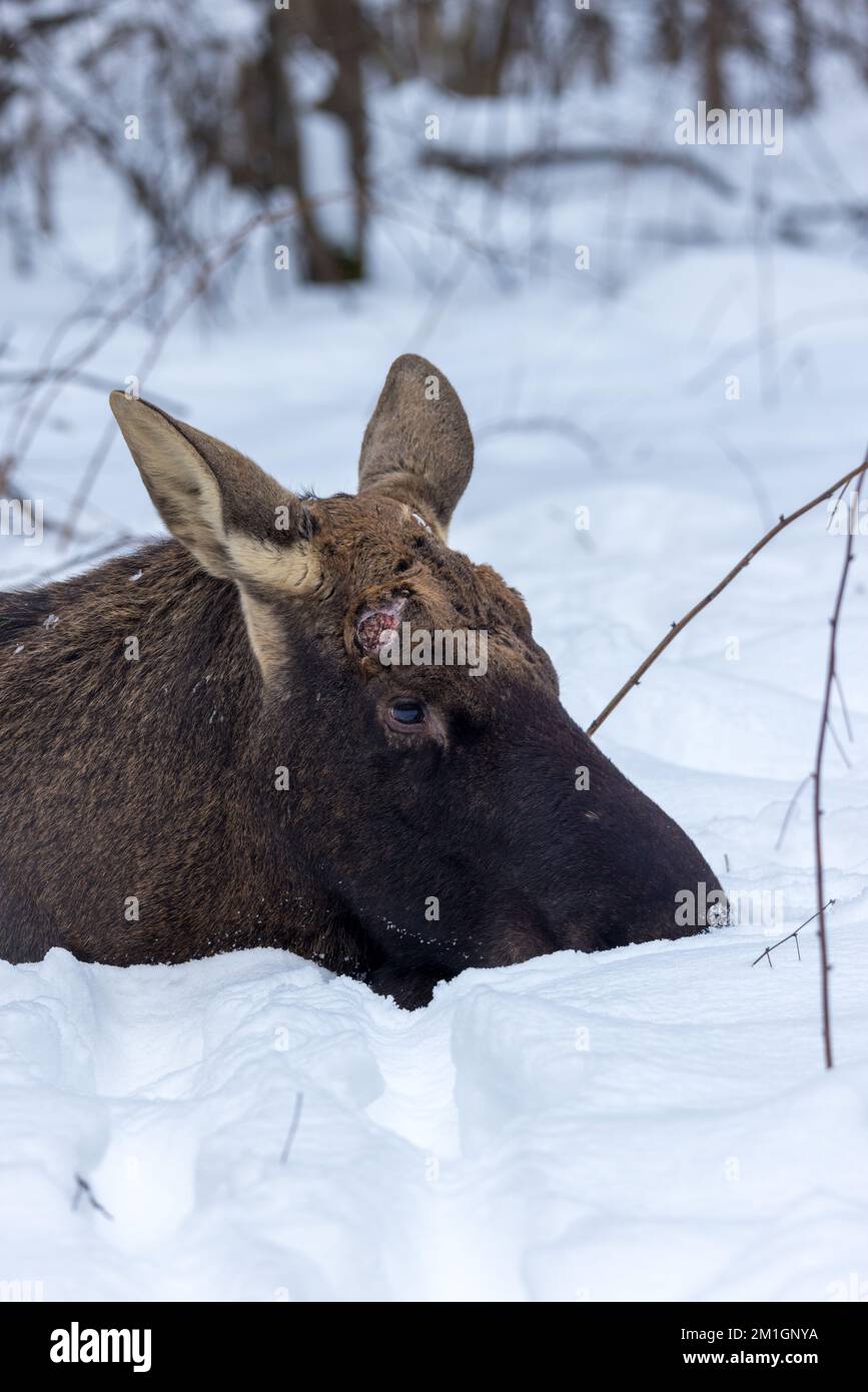 Alces alces, Moose, elk. Russia, Moscow Stock Photo - Alamy