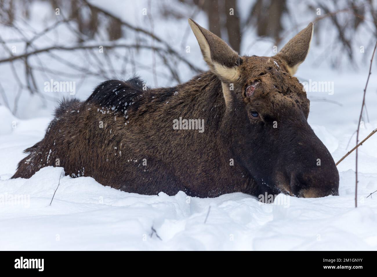 Moose habitat recreation hi-res stock photography and images - Alamy