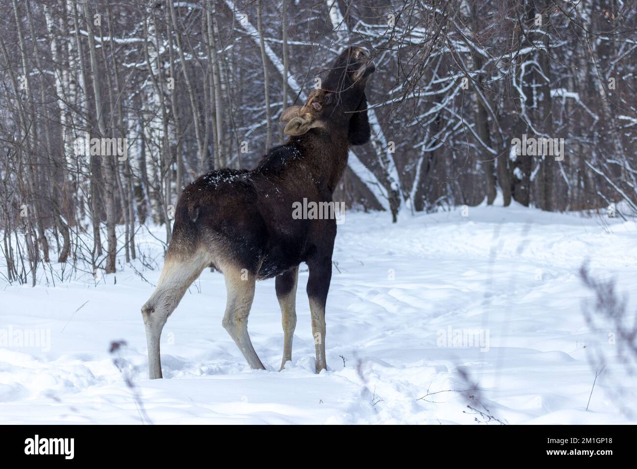 Alces alces, Moose, elk. Russia, Moscow Stock Photo - Alamy