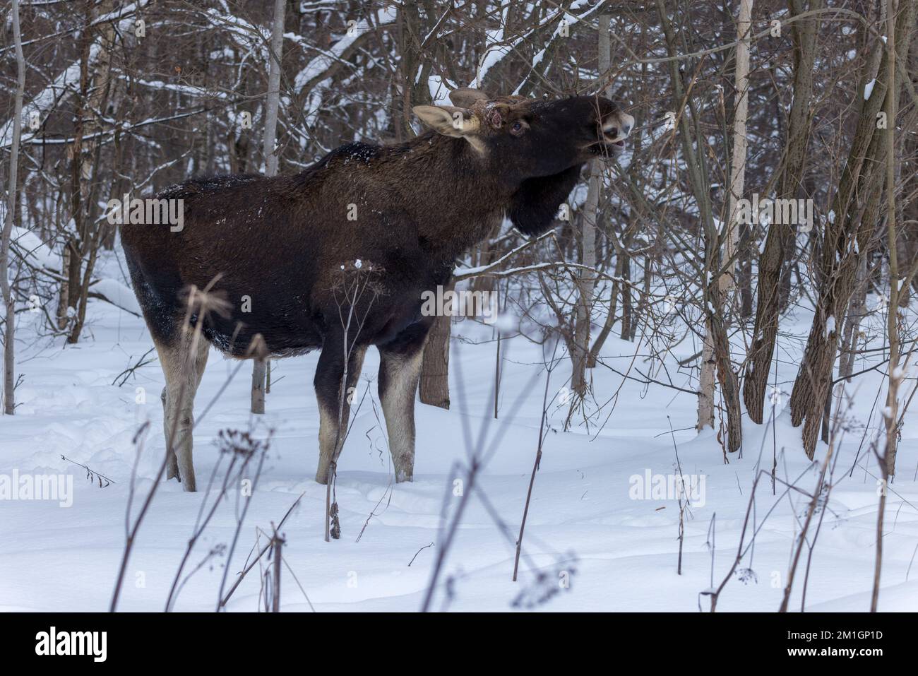 Alces alces, Moose, elk. Russia, Moscow Stock Photo - Alamy