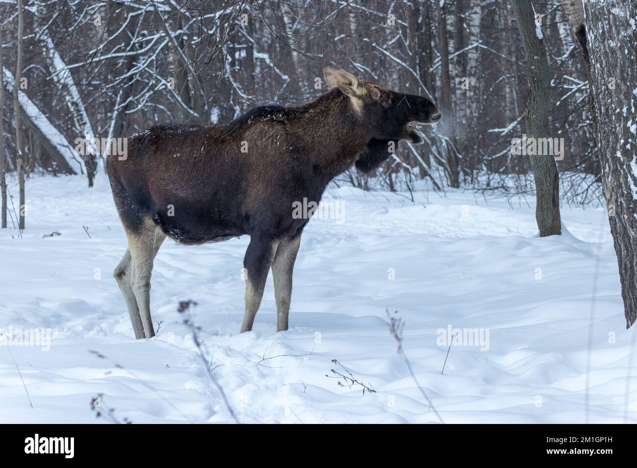 Alces alces, Moose, elk. Russia, Moscow Stock Photo - Alamy