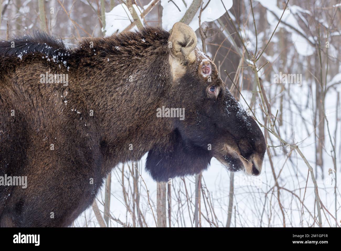 Alces alces, Moose, elk. Russia, Moscow Stock Photo - Alamy