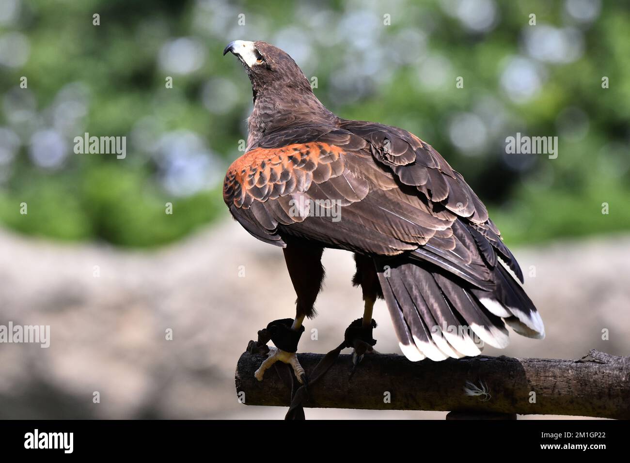 A Red Tail Hawk species seen in its habitat during a species ...