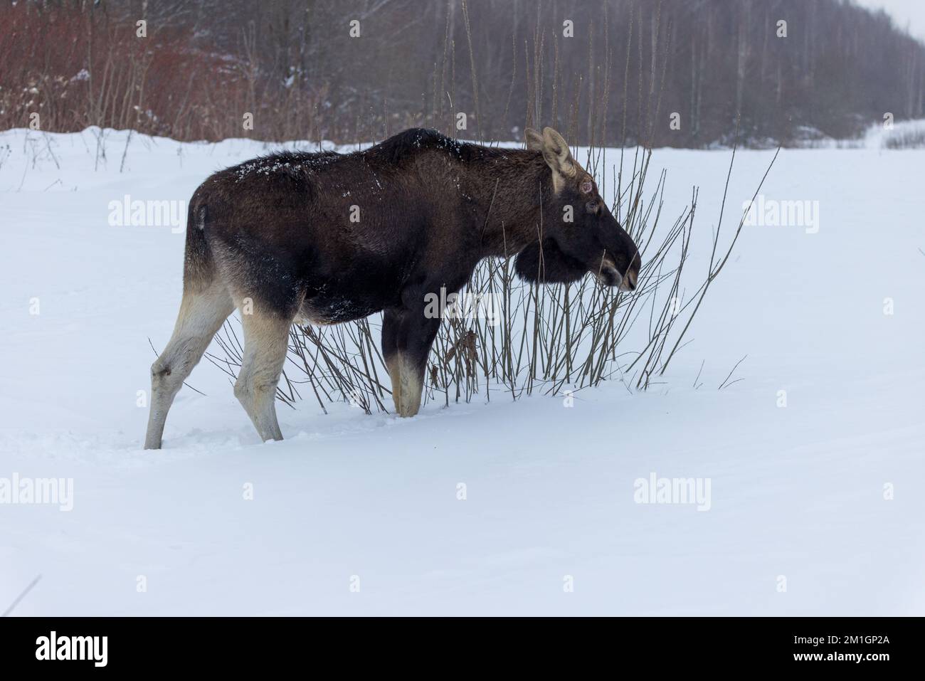 Alces alces, Moose, elk. Russia, Moscow Stock Photo - Alamy