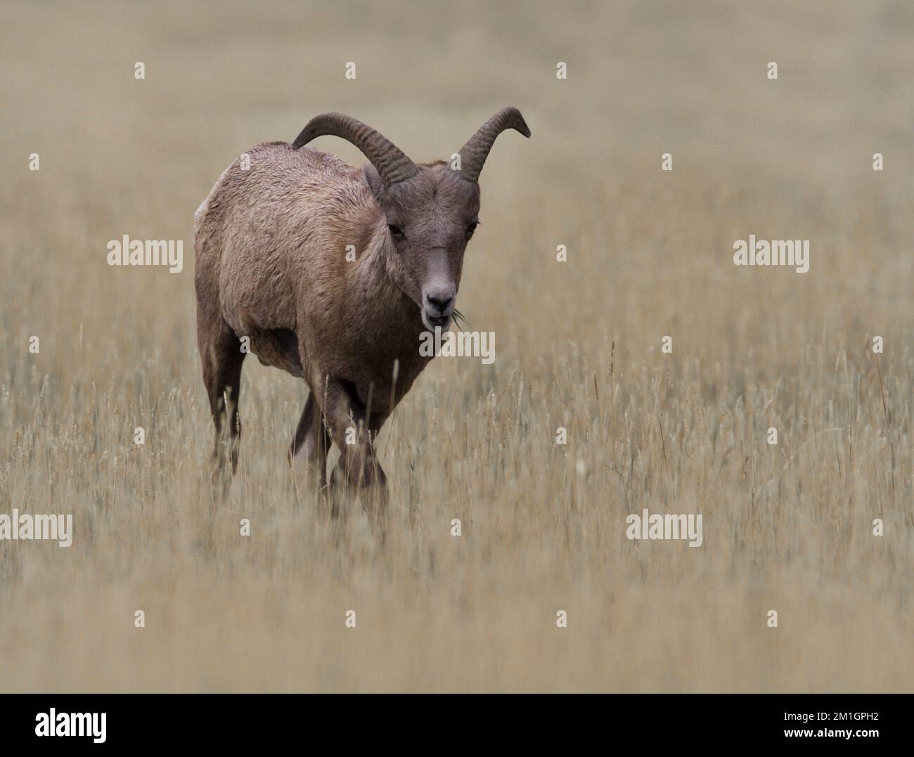 Autumn dry grasses surround bighorn sheep walking and chewing through ...