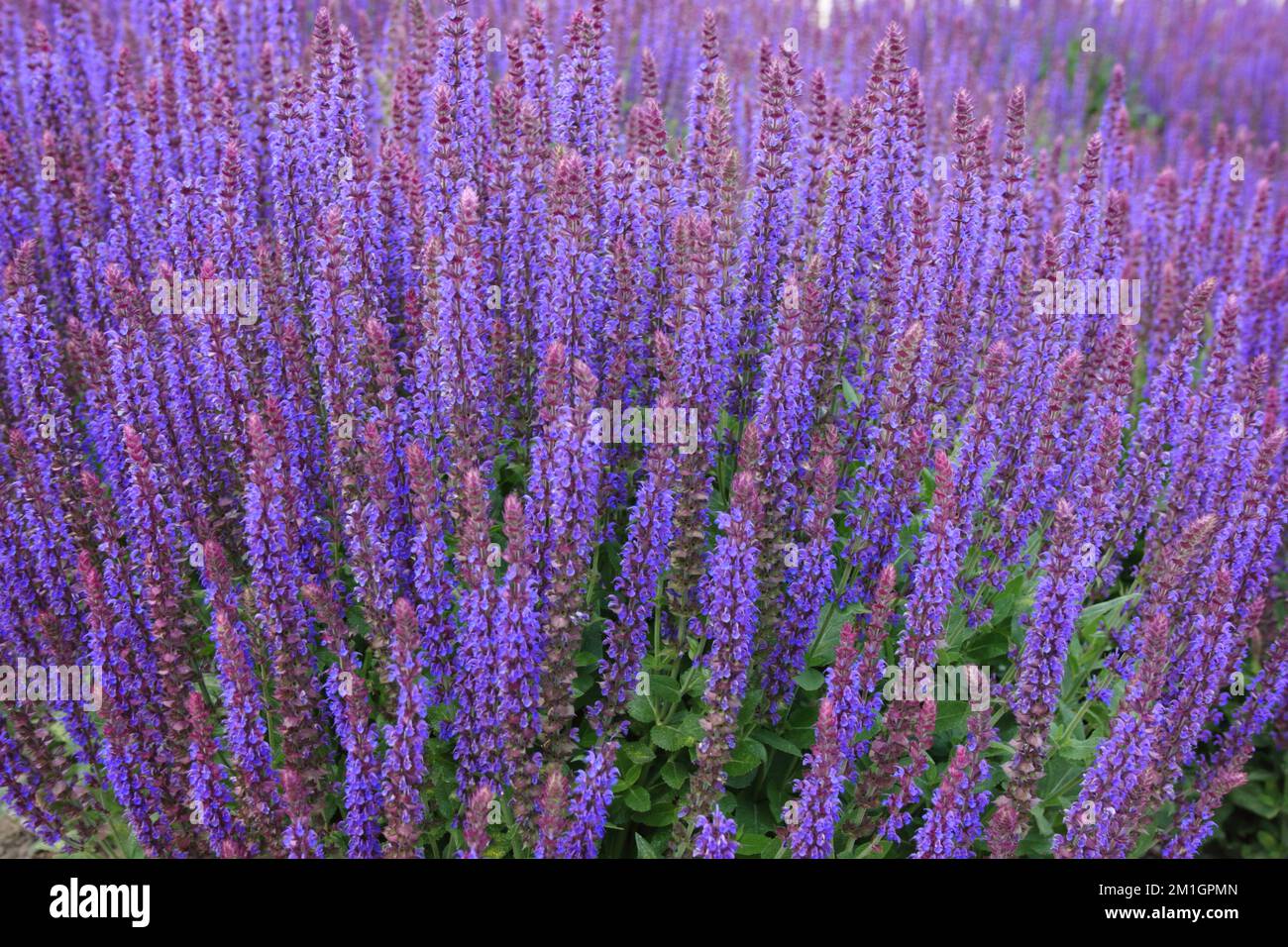 Woodland Sage (Salvia nemorosa 'Ostfriesland') in the garden Stock ...