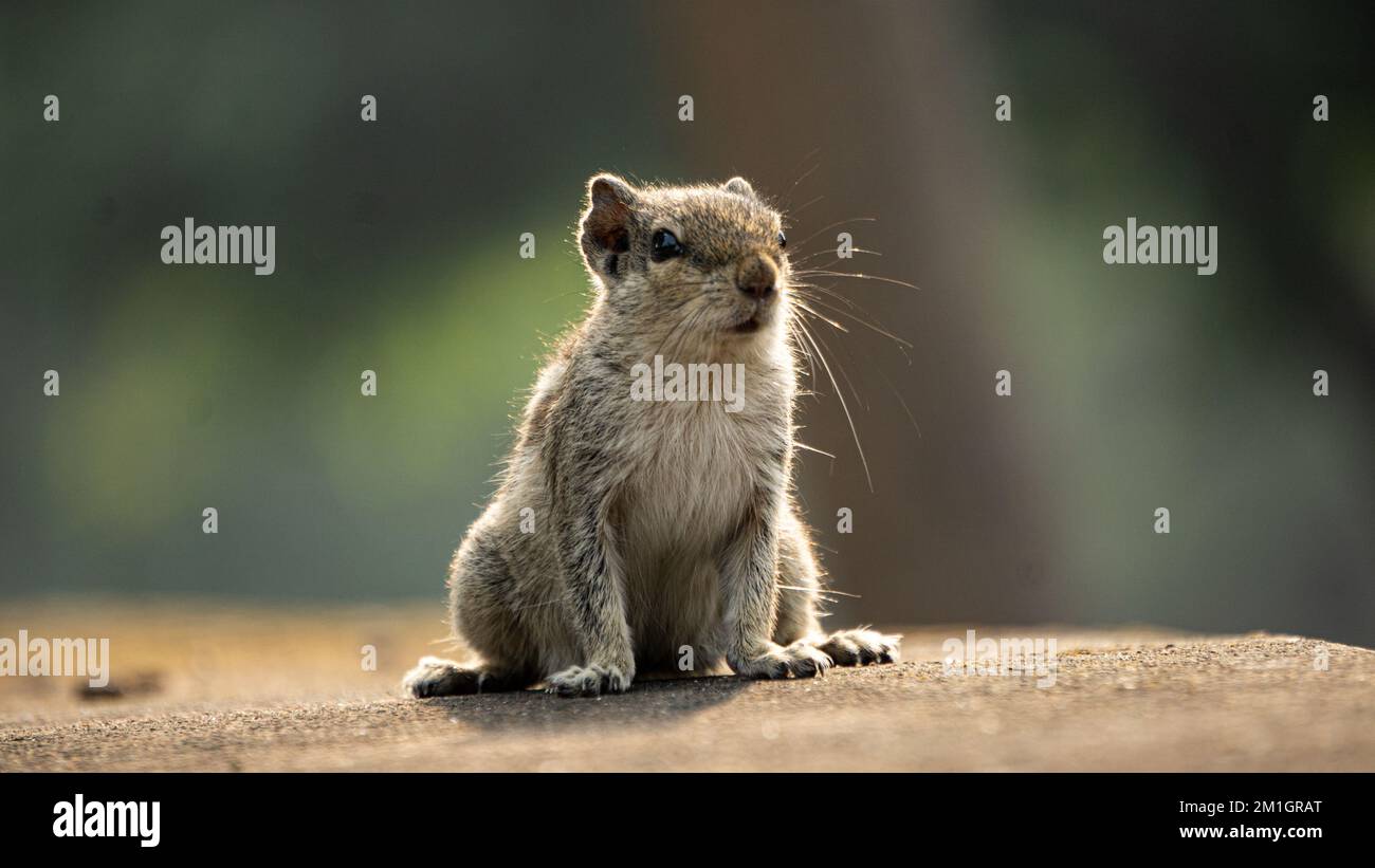 A selective focus shot of cute small squirrel under sun in the park ...