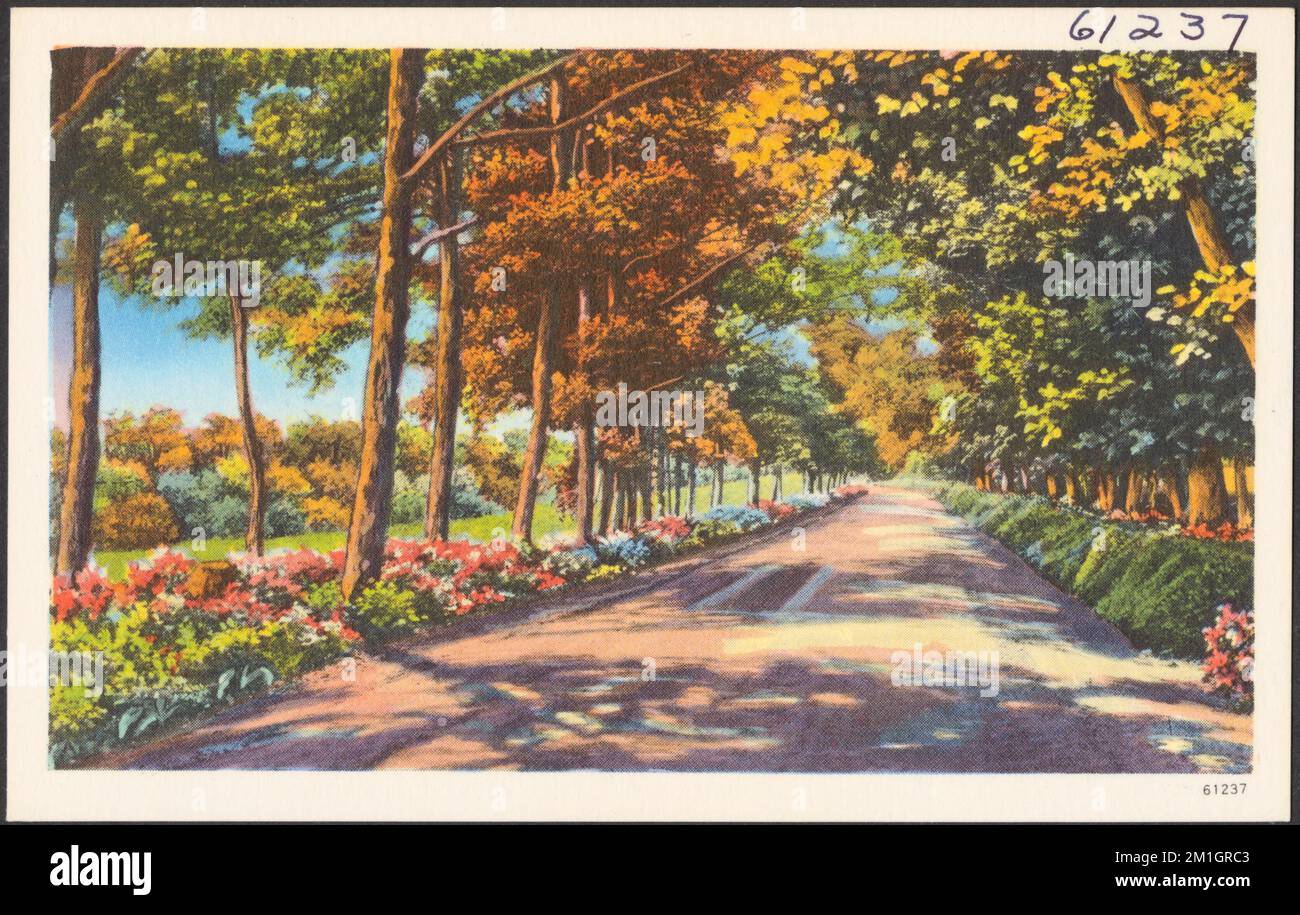 Tree and flower-lined road , Roads, Trees, Flowers, Tichnor Brothers ...
