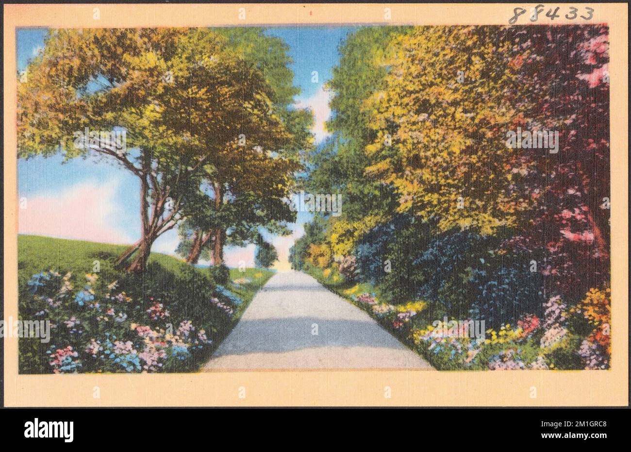 Tree and flower-lined road , Roads, Trees, Flowers, Tichnor Brothers ...