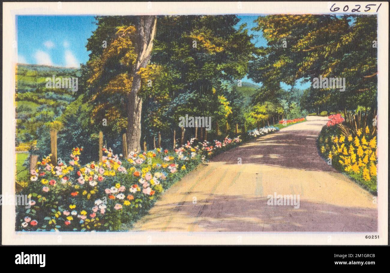 Tree and flower-lined road , Roads, Trees, Flowers, Tichnor Brothers ...