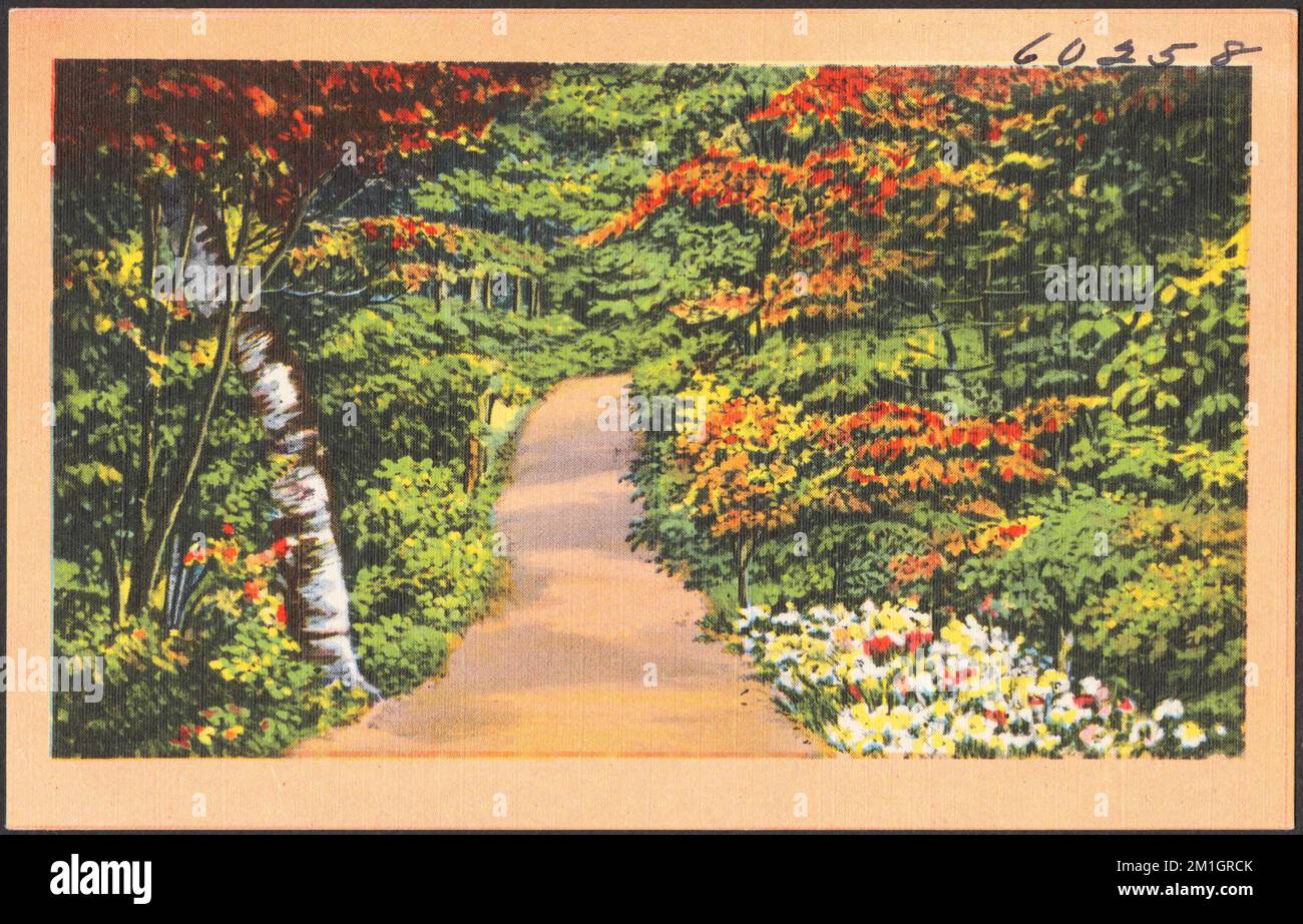 Tree and flower-lined road , Roads, Trees, Flowers, Tichnor Brothers ...