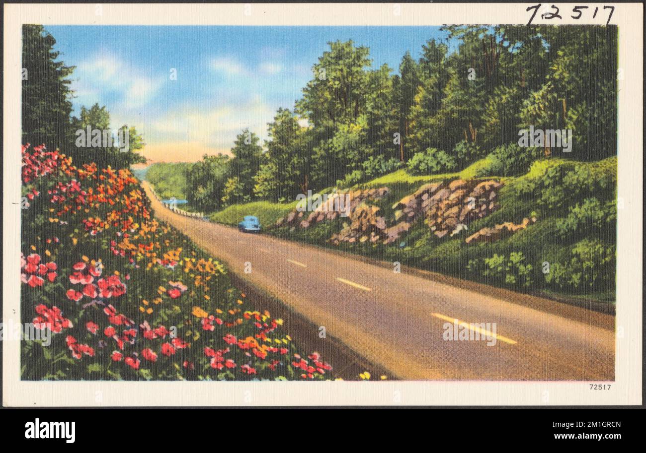 Tree and flower-lined road , Roads, Trees, Flowers, Tichnor Brothers ...