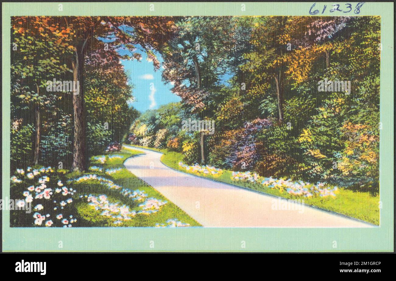 Tree and flower-lined road , Roads, Trees, Flowers, Tichnor Brothers ...