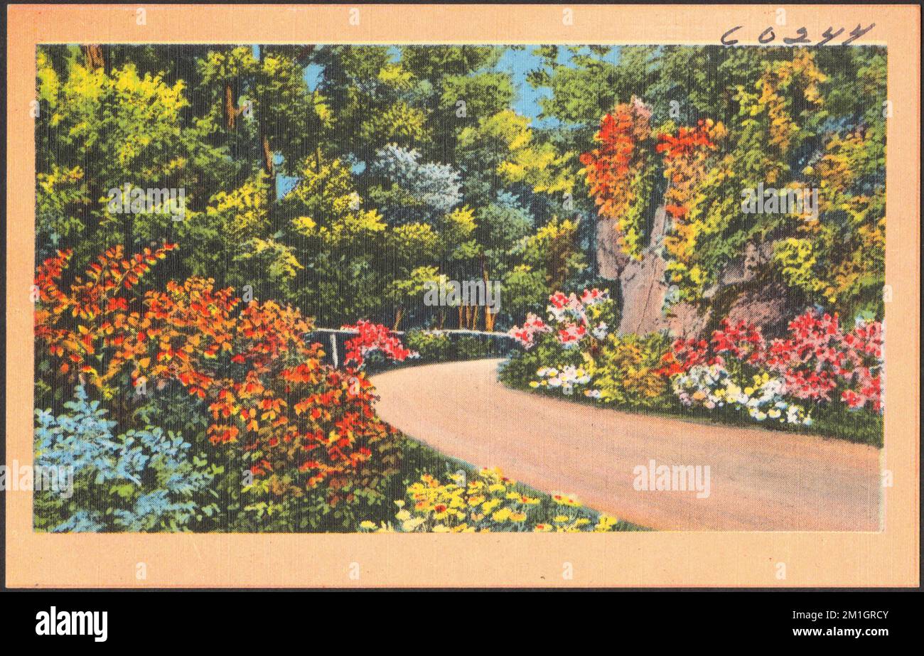 Tree and flower-lined road , Roads, Trees, Flowers, Tichnor Brothers ...
