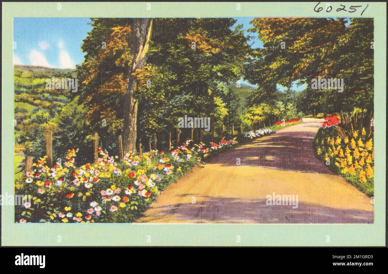 Tree and flower-lined road , Roads, Trees, Flowers, Tichnor Brothers ...
