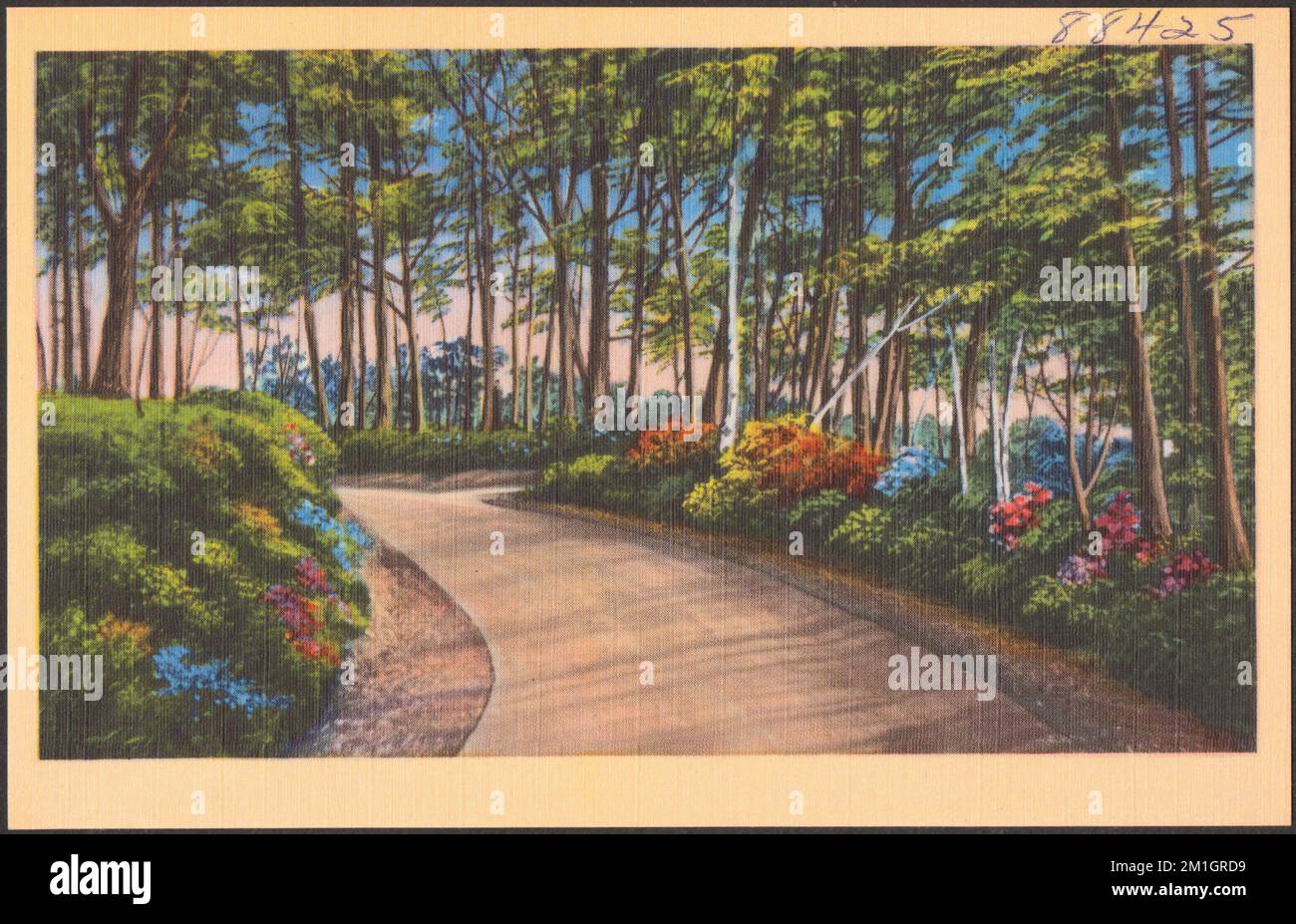 Tree and flower-lined road , Roads, Trees, Flowers, Tichnor Brothers ...