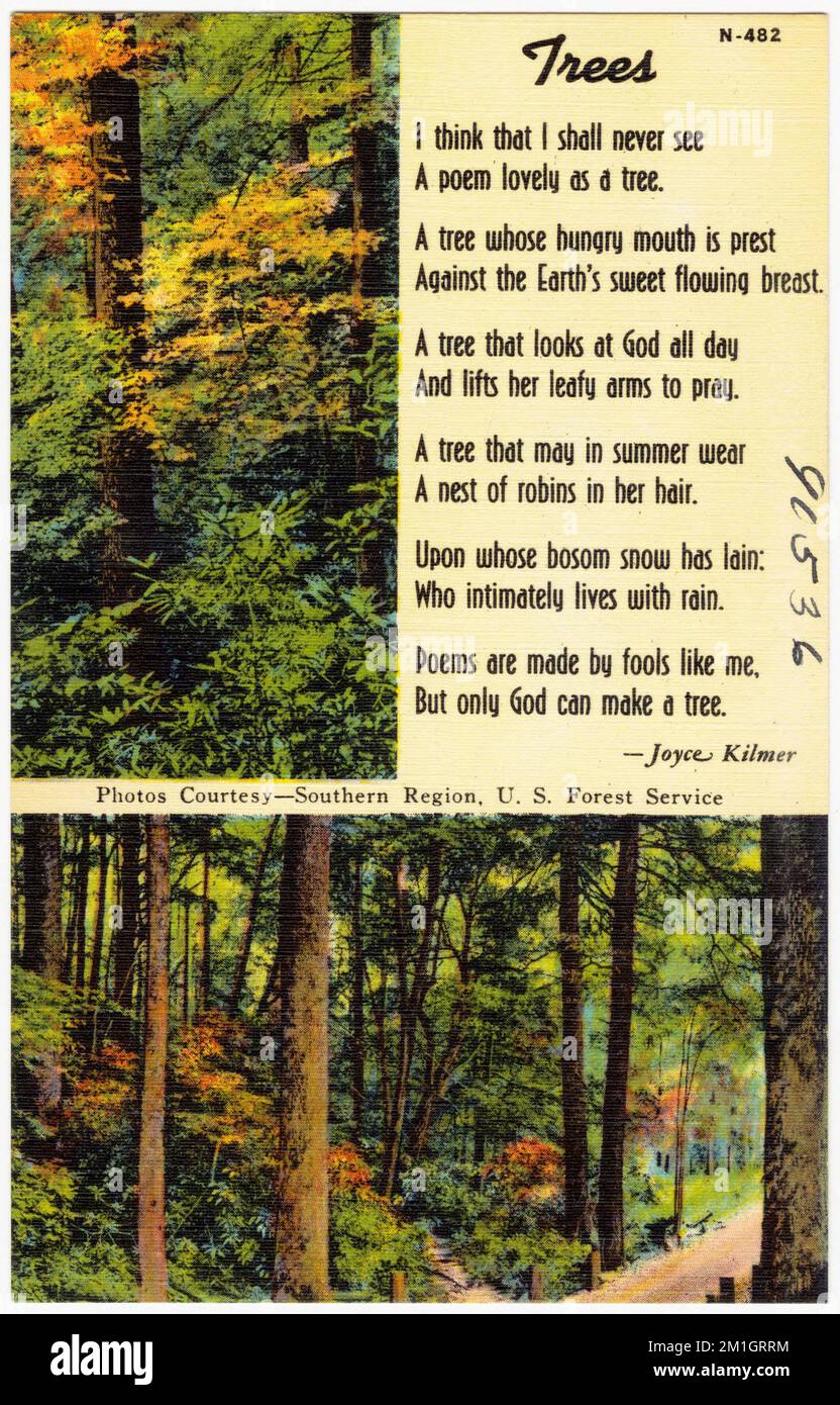 Trees , Tichnor Brothers Collection, postcards of the United States ...