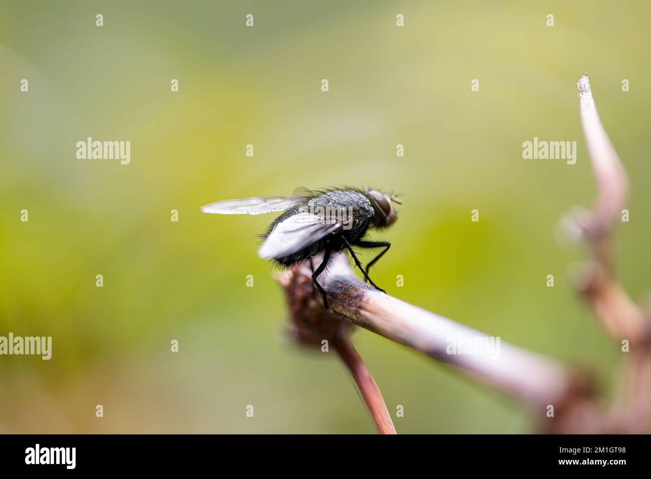 A macro of fly, an insect Stock Photo - Alamy