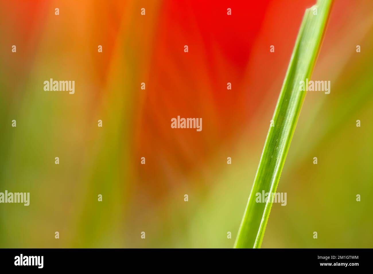 The green grass closeup romantic scene Stock Photo - Alamy