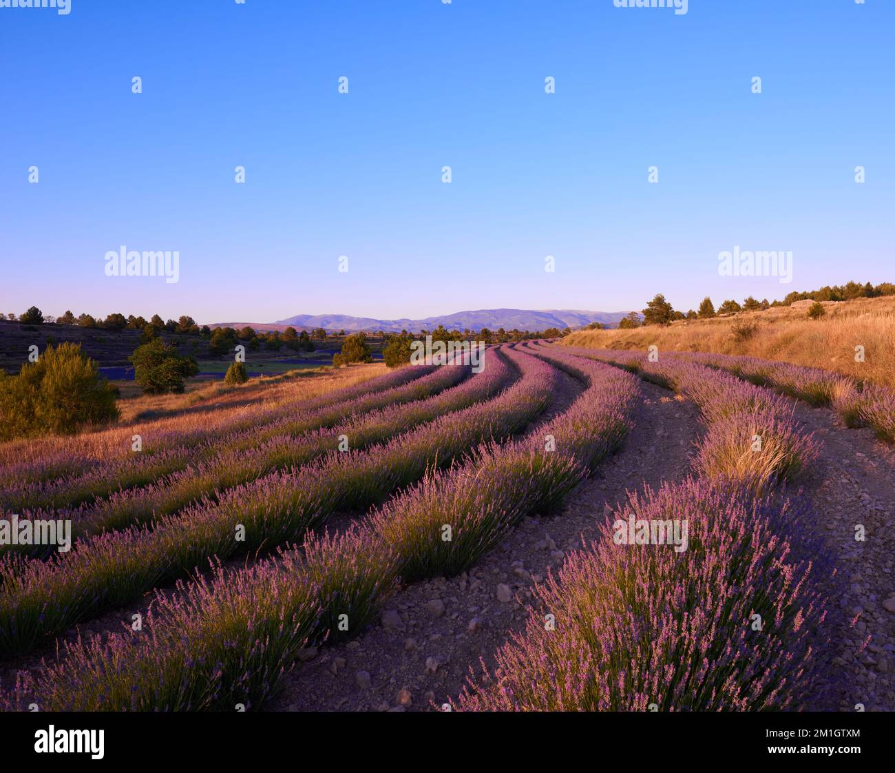A beautiful sunset in a large and fragrant lavender field Stock Photo ...
