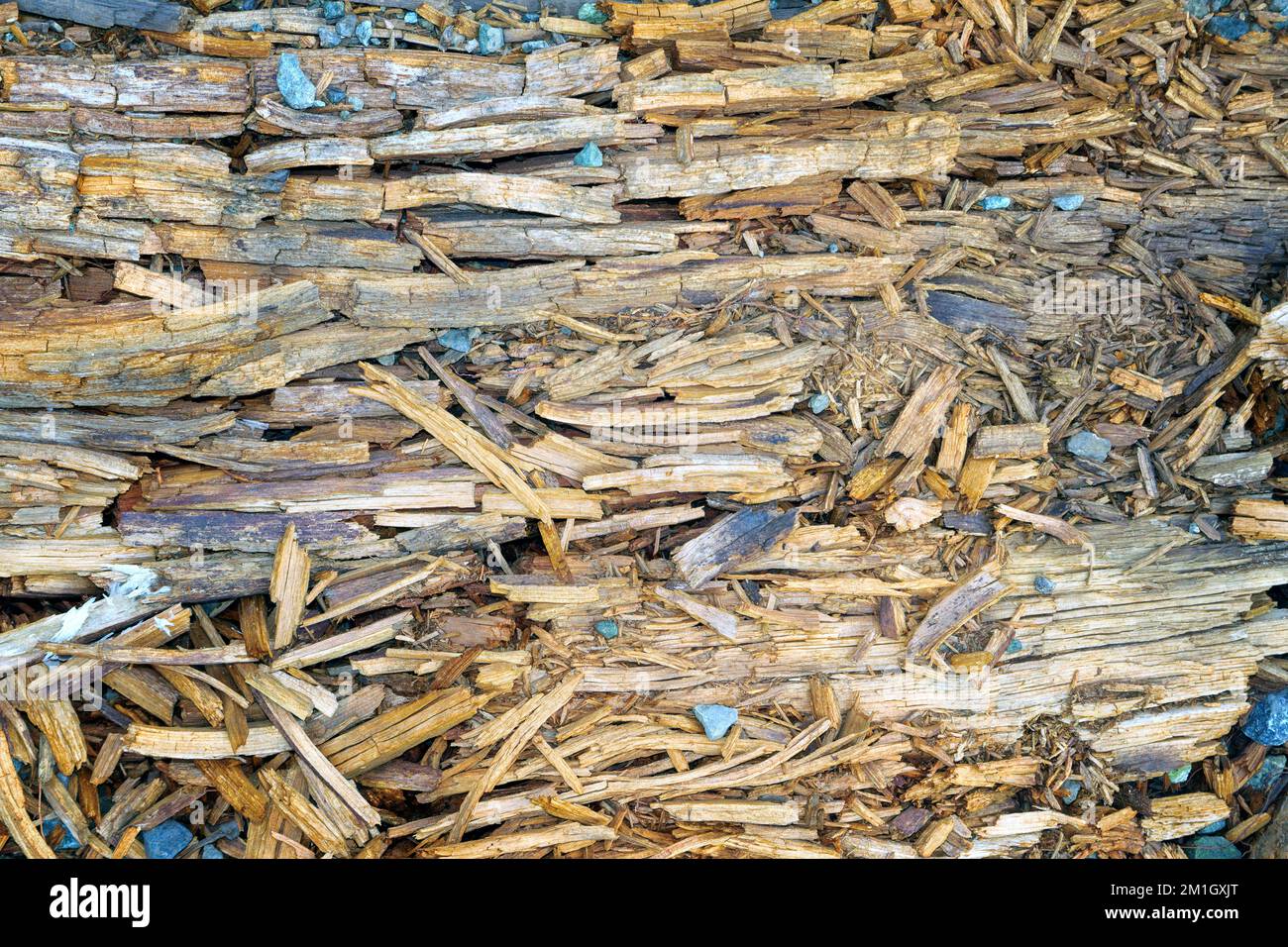 Texture of an old rotten tree. Background texture rotting wood of an ...