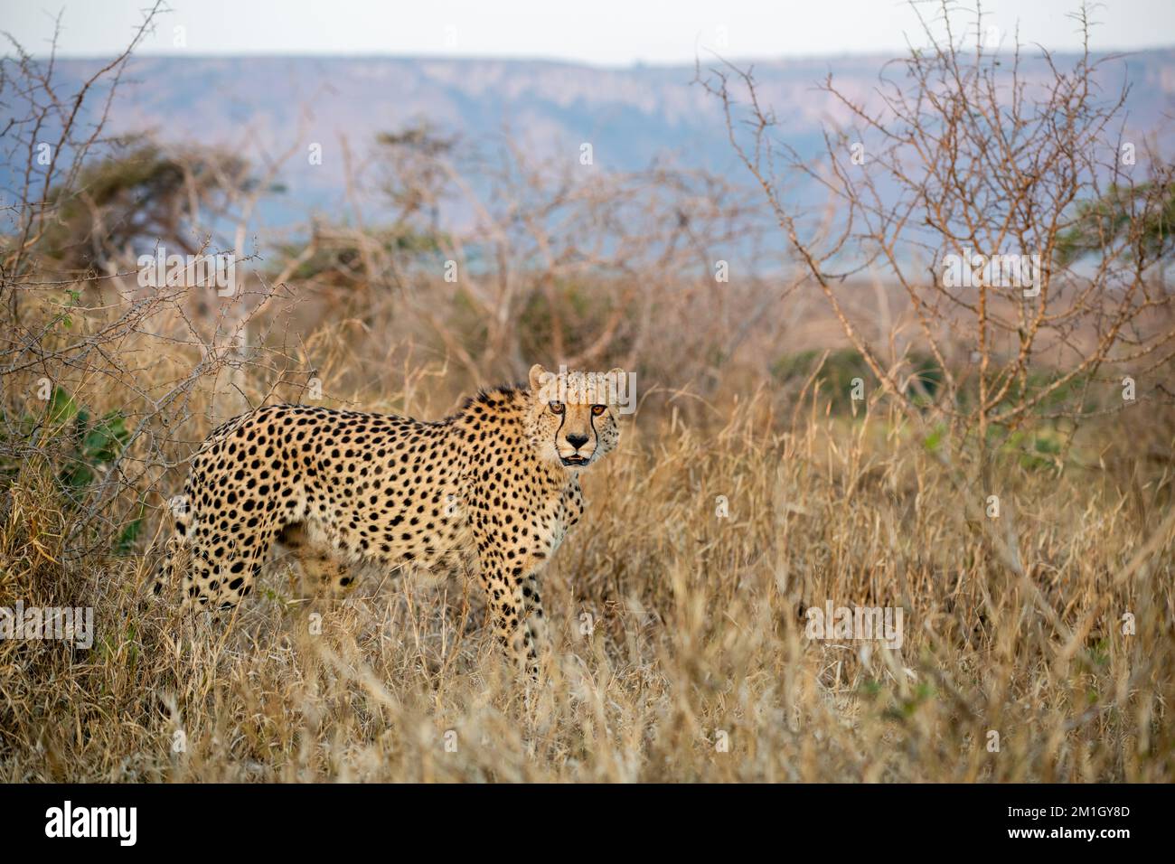 A cheetah moving through the bush in South Africa Stock Photo - Alamy