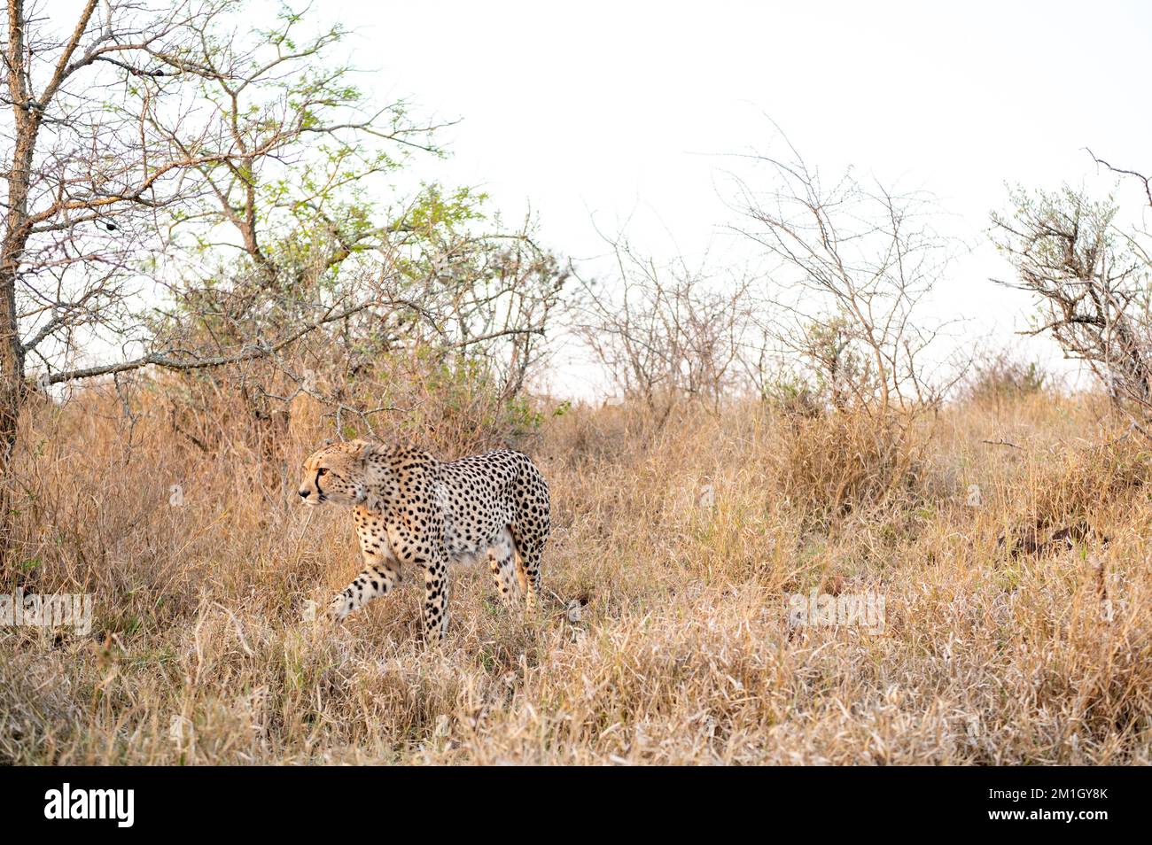 A cheetah moving through the bush in South Africa Stock Photo - Alamy