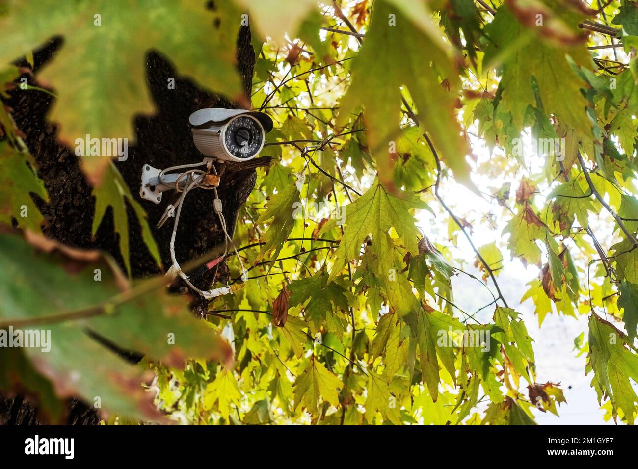 Security surveillance camera on the tree in the forest Stock Photo - Alamy