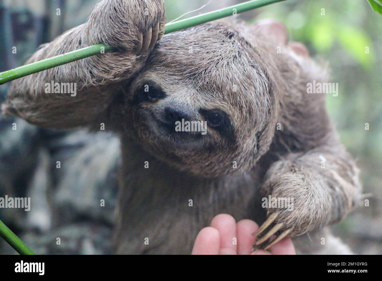 A closeup shot of a cute sloth Stock Photo - Alamy