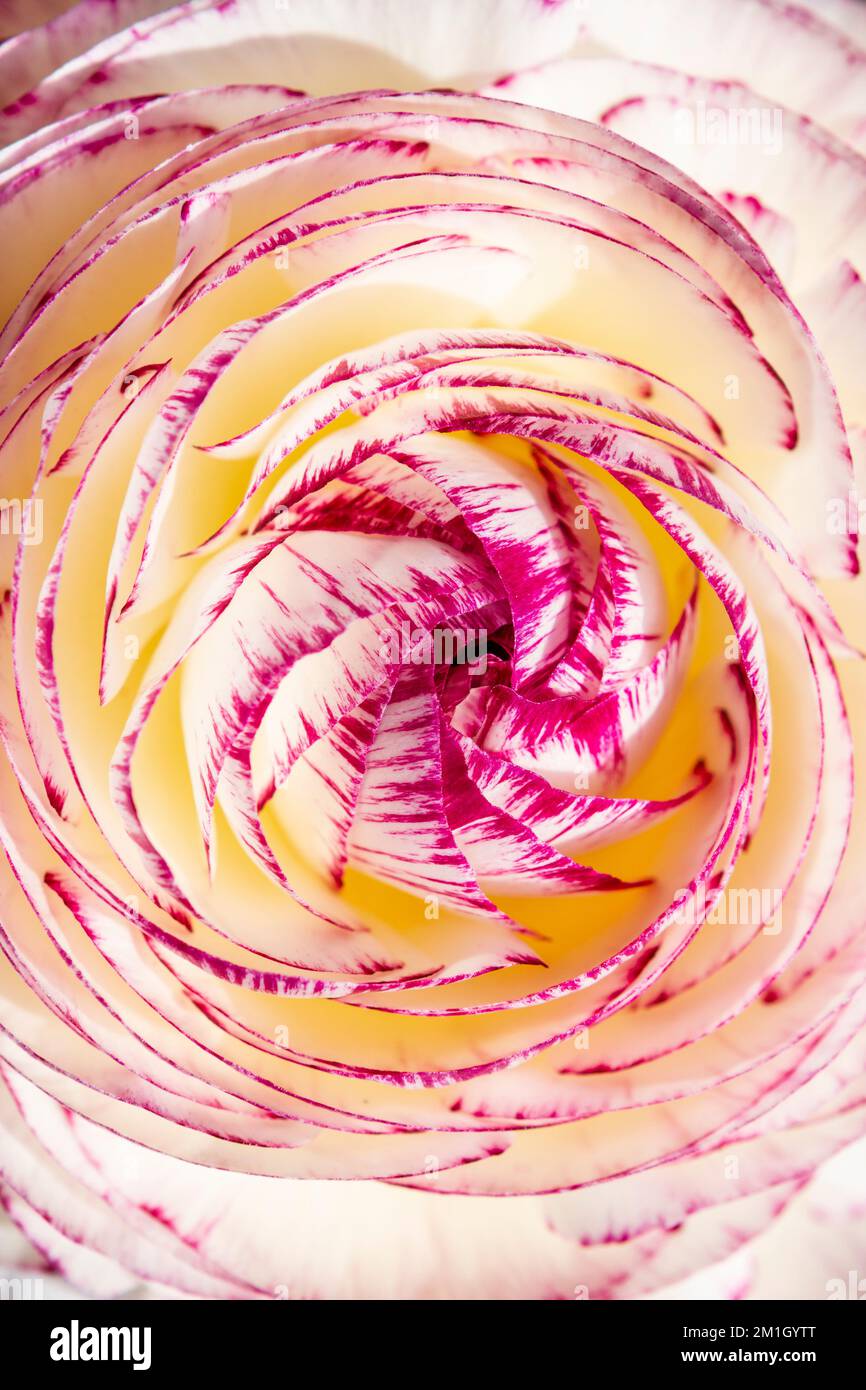 A closeup photo looking down on the swirl of white and deep pink petals ...