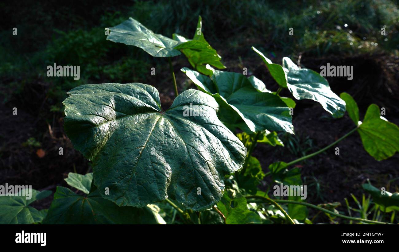 Huge leaves of the Large Butterbur. Petasites hybridus Stock Photo - Alamy