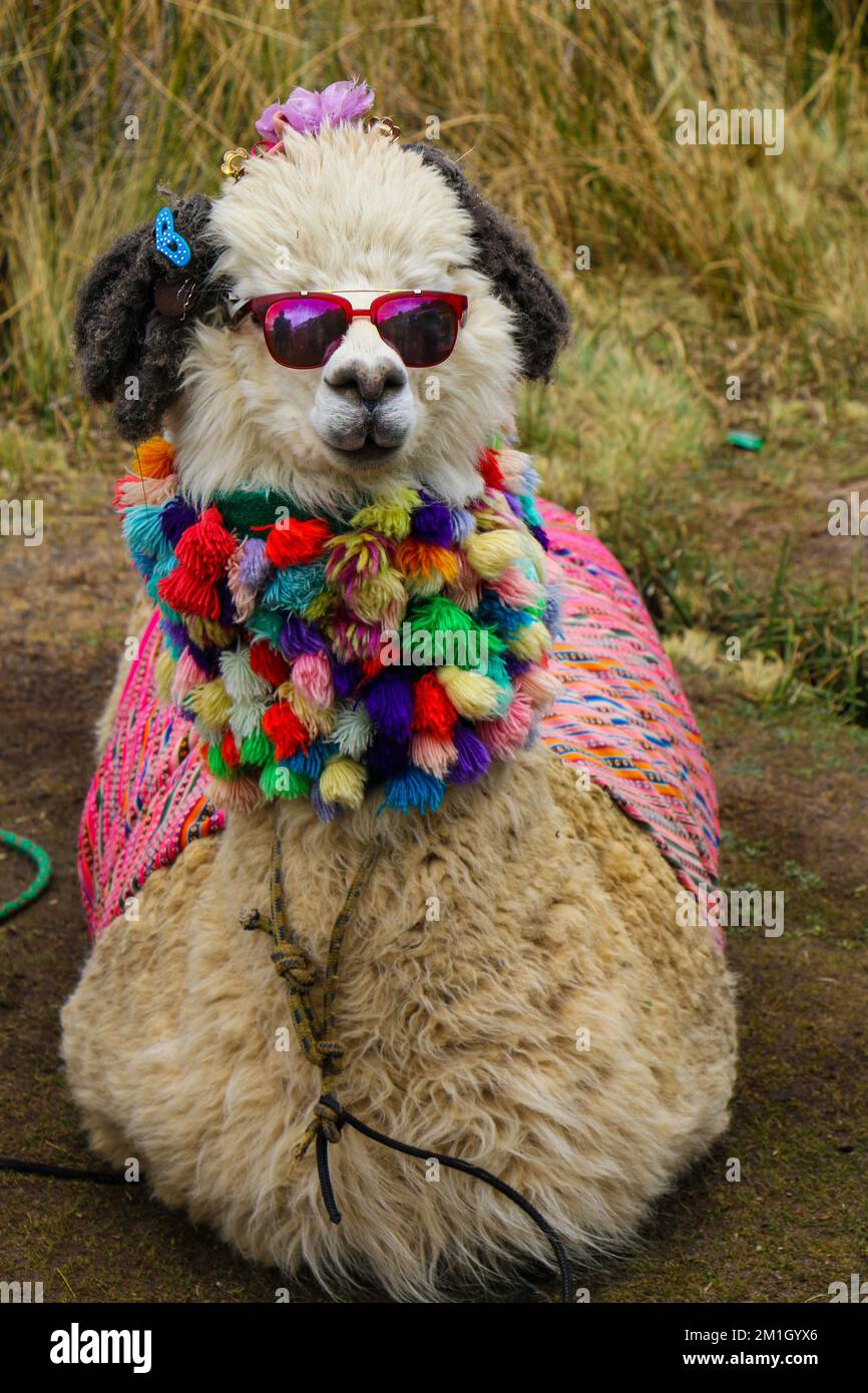 A vertical shot of a cute lama dressed in a colorful costume and ...