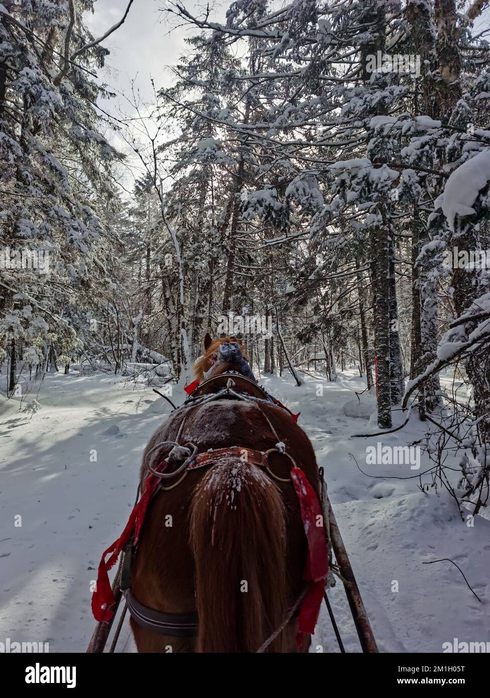A vertical back view of a brown horse trudging through the snow in a ...