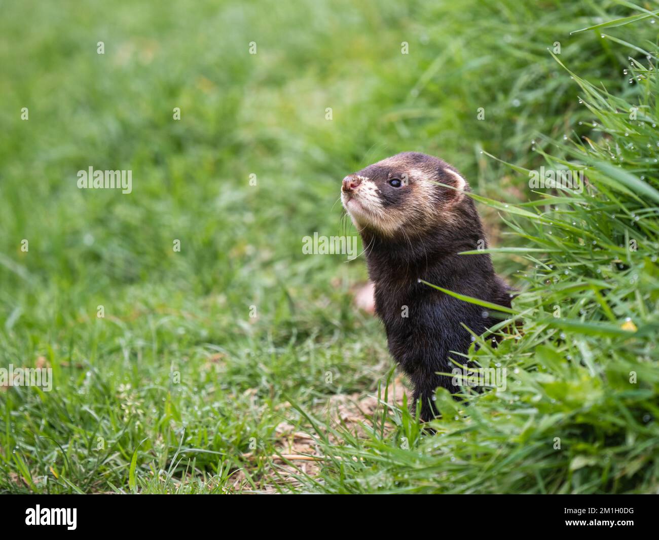 Polecat in uk hi-res stock photography and images - Alamy