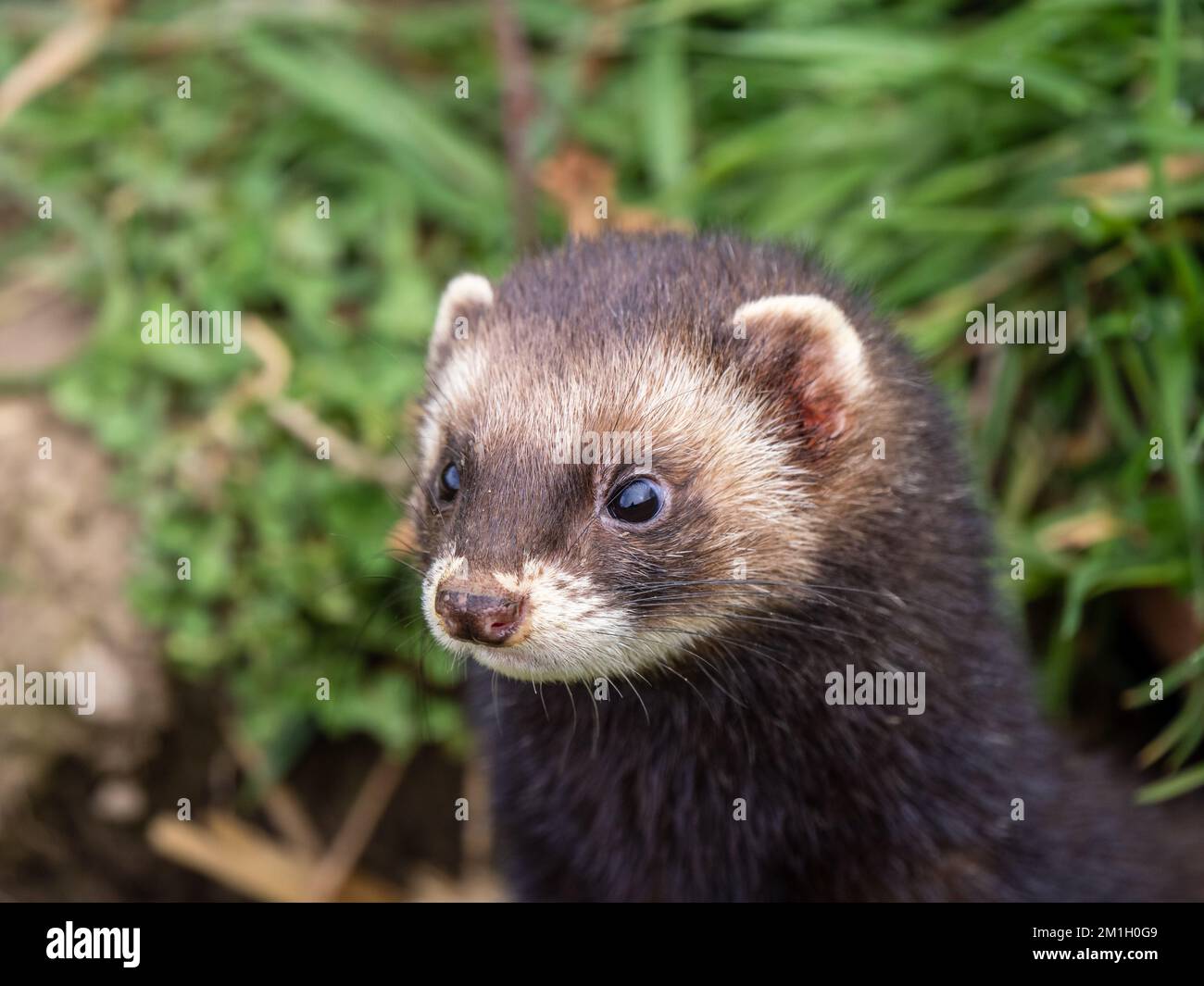 Polecat in uk hi-res stock photography and images - Alamy