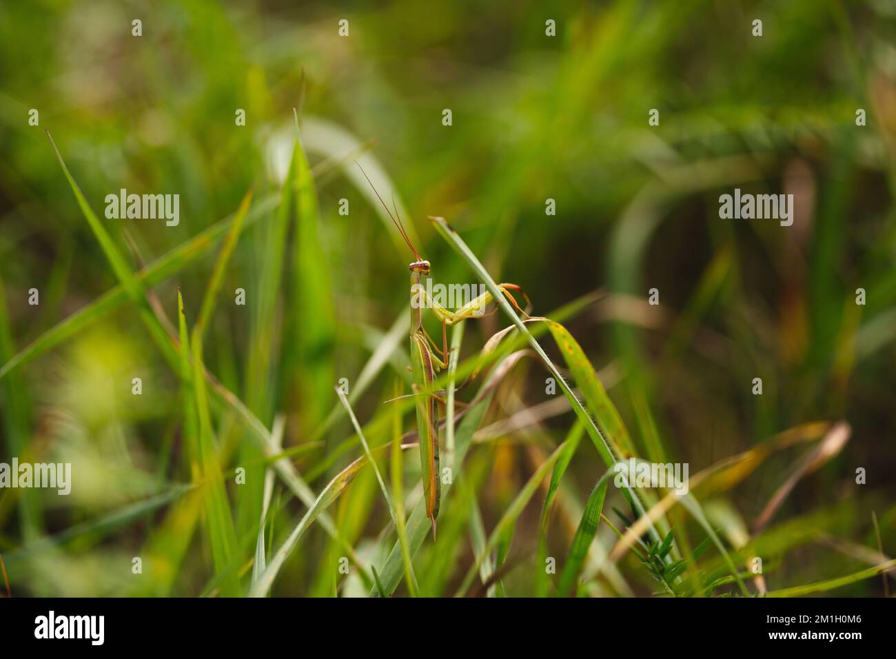 A beautiful closeup of a mantis in the grass Stock Photo - Alamy