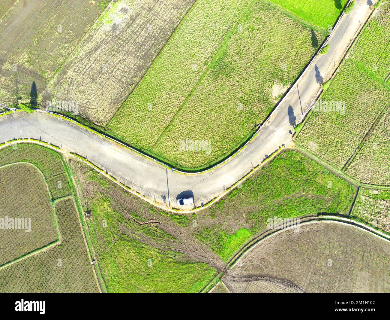 An aerial view of rice fields with a road running through them in ...