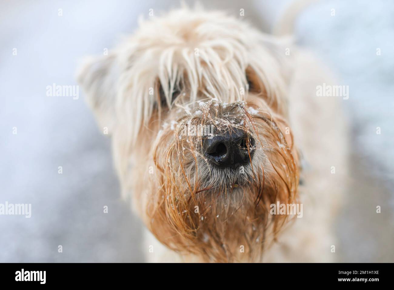 The Soft-coated Wheaten Terrier with snow on nose Stock Photo - Alamy