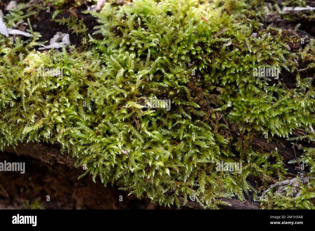 Cypress leaved plaitmoss hi-res stock photography and images - Alamy