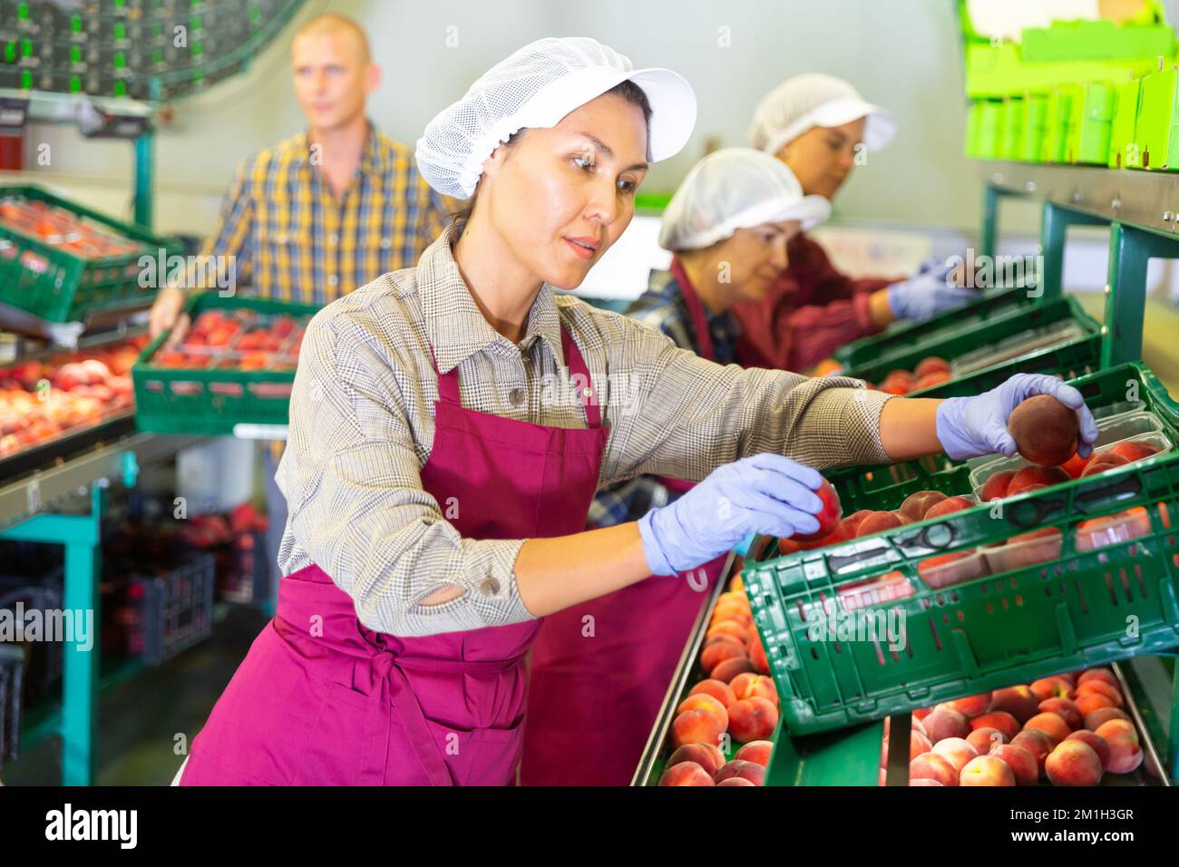 Woman sorts fresh peaches on fruit packing line Stock Photo - Alamy