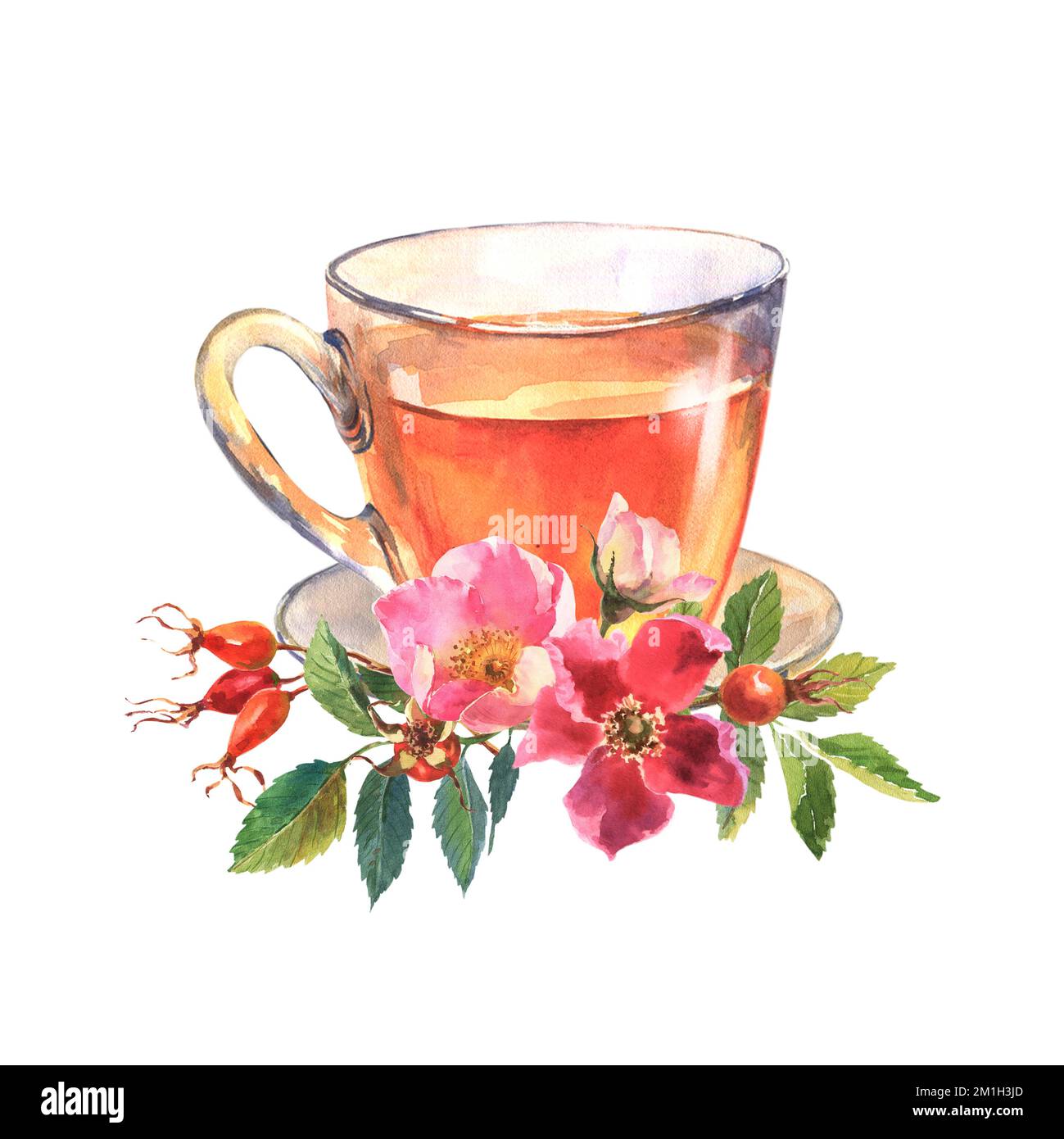 Herbal tea with fresh red rose flowers of wild dog rose. Hand drawn ...