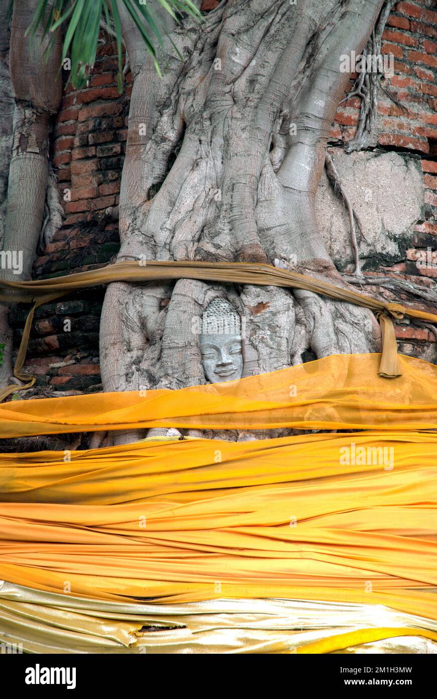 Ancient head Buddha on a big tree , Located in Wat Na Phra Meru in ...